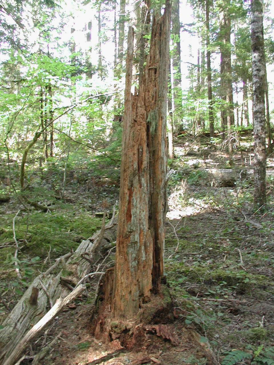 CWD Characteristics frequency charts